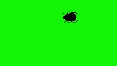 Bug walking animation on green screen ch... | Stock Video | Pond5