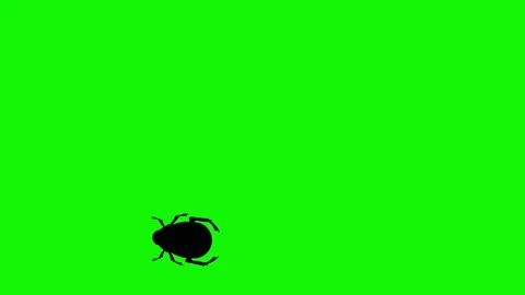Bug walking animation on green screen ch... | Stock Video | Pond5