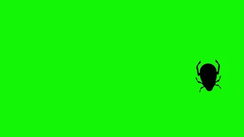 Bug walking animation on green screen ch... | Stock Video | Pond5