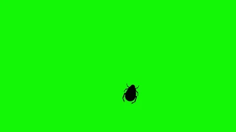 Bug walking animation on green screen ch... | Stock Video | Pond5
