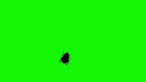 Bug walking animation on green screen ch... | Stock Video | Pond5