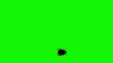 Bug walking animation on green screen ch... | Stock Video | Pond5