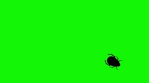 Bug walking animation on green screen ch... | Stock Video | Pond5