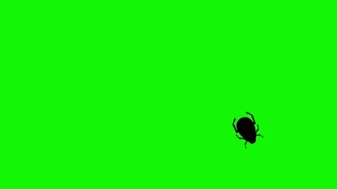 Bug walking animation on green screen ch... | Stock Video | Pond5