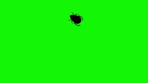 Bug walking animation on green screen ch... | Stock Video | Pond5