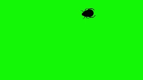 Bug walking animation on green screen ch... | Stock Video | Pond5