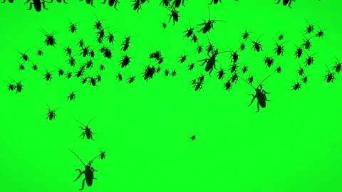 Bugs On Green Screen Animated Silhouett... | Stock Video | Pond5