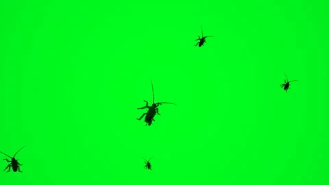 Bugs On Green Screen Animated Silhouette | Stock Video | Pond5