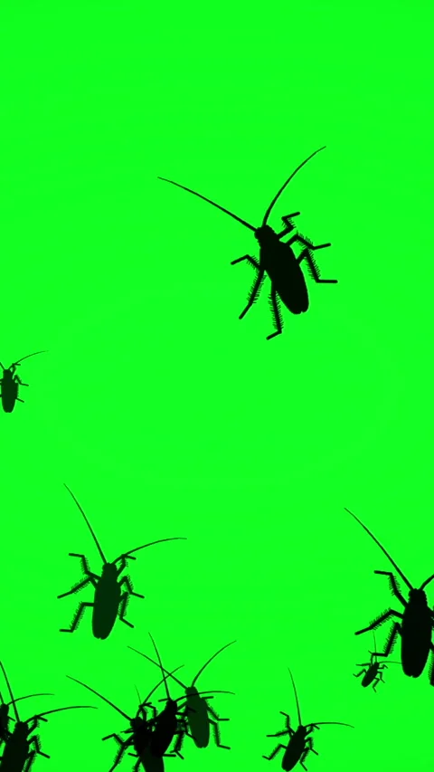 Bugs On Green Screen Animated Silhouett... | Stock Video | Pond5