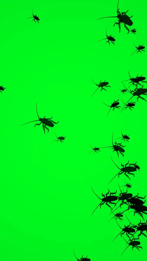 Bugs On Green Screen Animated Silhouette... | Stock Video | Pond5