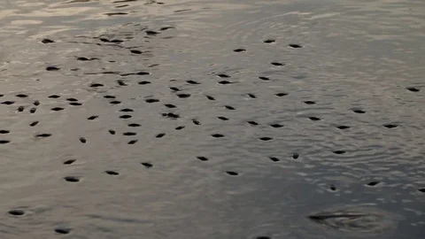 Bugs Insects Floating on River Water Sur... | Stock Video | Pond5