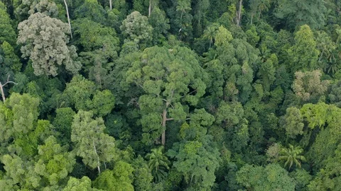 Bukit Timah Forest Park | Stock Video | Pond5