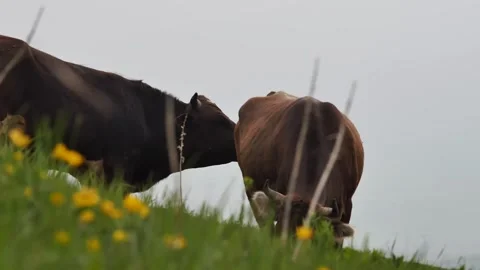 Animal Cow Mating Animal Bull Vídeos de archivo ~ Vídeos de archivo ...
