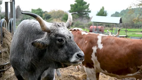 Bull and cows on the farm. Ox with big h... | Stock Video | Pond5
