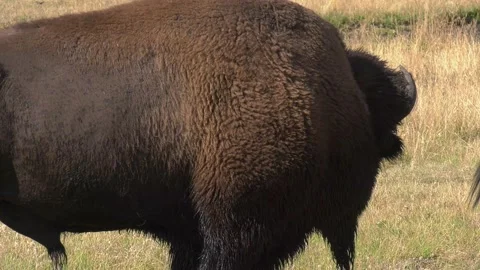 Bull Sounds Stock Footage ~ Royalty Free Stock Videos | Pond5