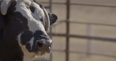 Bull blows steam out his nostrils and lo... | Stock Video | Pond5