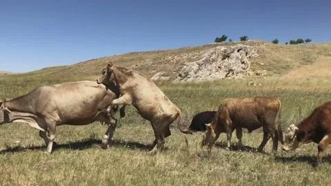 Bulls Mating Cows Stock Video Footage | Royalty Free Bulls Mating Cows ...