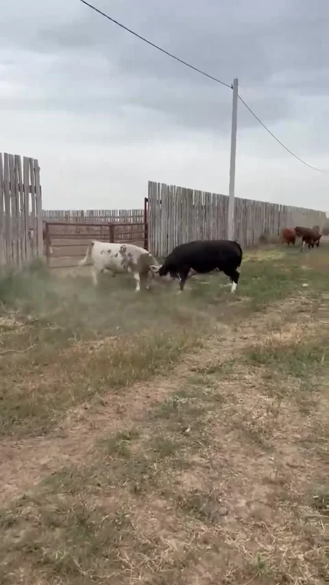 Bull Cows Play Together, Kazakhstan - 08... | Stock Video | Pond5