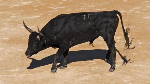 Du Try Stock Videos – Royalty-Free HD & 4K Videos