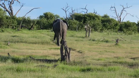 Bull Pooping Stock Videos – Royalty-Free HD & 4K Videos