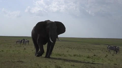 Zebras Mating Stock Video Footage | Royalty Free Zebras Mating Videos ...