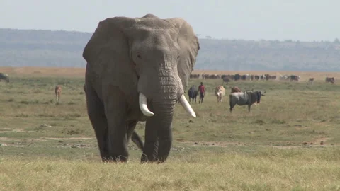 Some Bull**** Stock Videos – Royalty-Free HD & 4K Videos