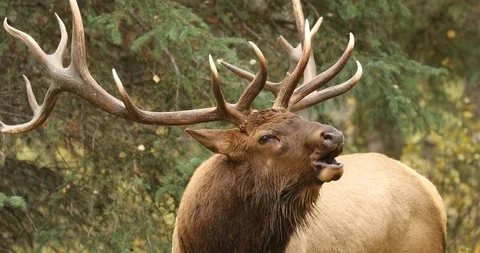 Bugle Stock Videos – Royalty-Free HD & 4K Videos