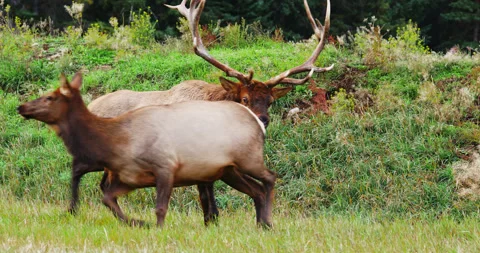Bull elk chases, sniffs rear end of fema... | Stock Video | Pond5