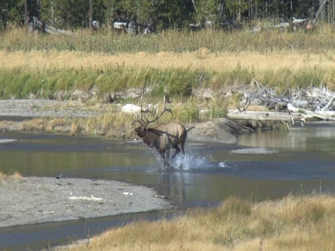 Herding Behavior Stock Videos – Royalty-Free HD & 4K Videos | Pond5