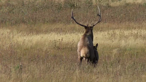 Bull Elk mounts a cow elk and has a succ... | Stock Video | Pond5