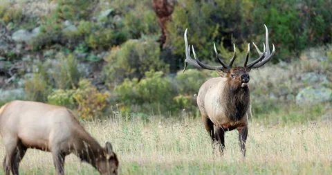 Screaming Bull Stock Video Footage | Royalty Free Screaming Bull Videos ...