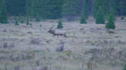 Bulls Mating Cows Stock Video Footage | Royalty Free Bulls Mating Cows ...