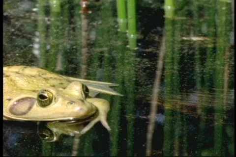 A bull frog floats in a rainforest pond. | Stock Video | Pond5