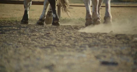 Bull hooves kicking up dust in the sunli... | Stock Video | Pond5