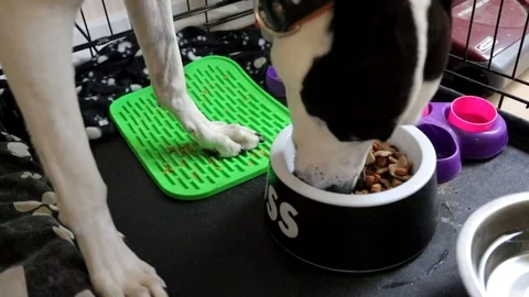 Lurcher Stock Footage ~ Royalty Free Stock Videos | Pond5