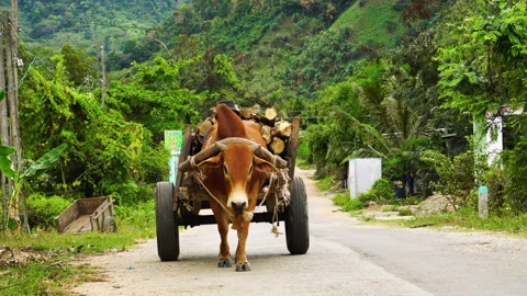 Pulling Faces Stock Video Footage | Royalty Free Pulling Faces Videos ...