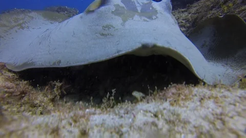 Bull Ray Or Cowtail Stingray Or Fantail ... | Stock Video | Pond5