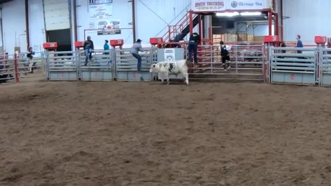 Bull riders practice riding bulls inside... | Stock Video | Pond5