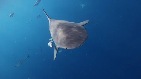 bull shark with bite damage swims under ... | Stock Video | Pond5