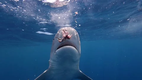 bull shark closeup eating bait and bumpi... | Stock Video | Pond5