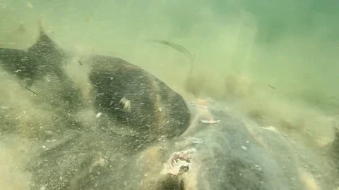 Bull shark eating sting ray | Stock Video | Pond5