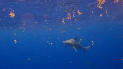 Bull shark swims vertically from bottom ... | Stock Video | Pond5