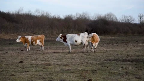 Cow Reproduction Stock Footage ~ Royalty Free Stock Videos | Pond5