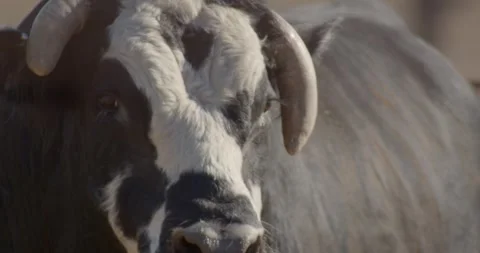 Bull stares while blowing steam out nost... | Stock Video | Pond5