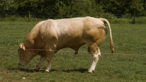 Bull Pooping Stock Videos – Royalty-Free HD & 4K Videos