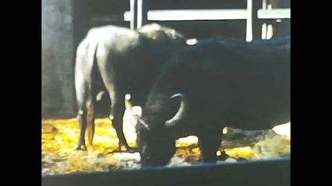 bull at the zoo in the 1960s | Stock Video | Pond5