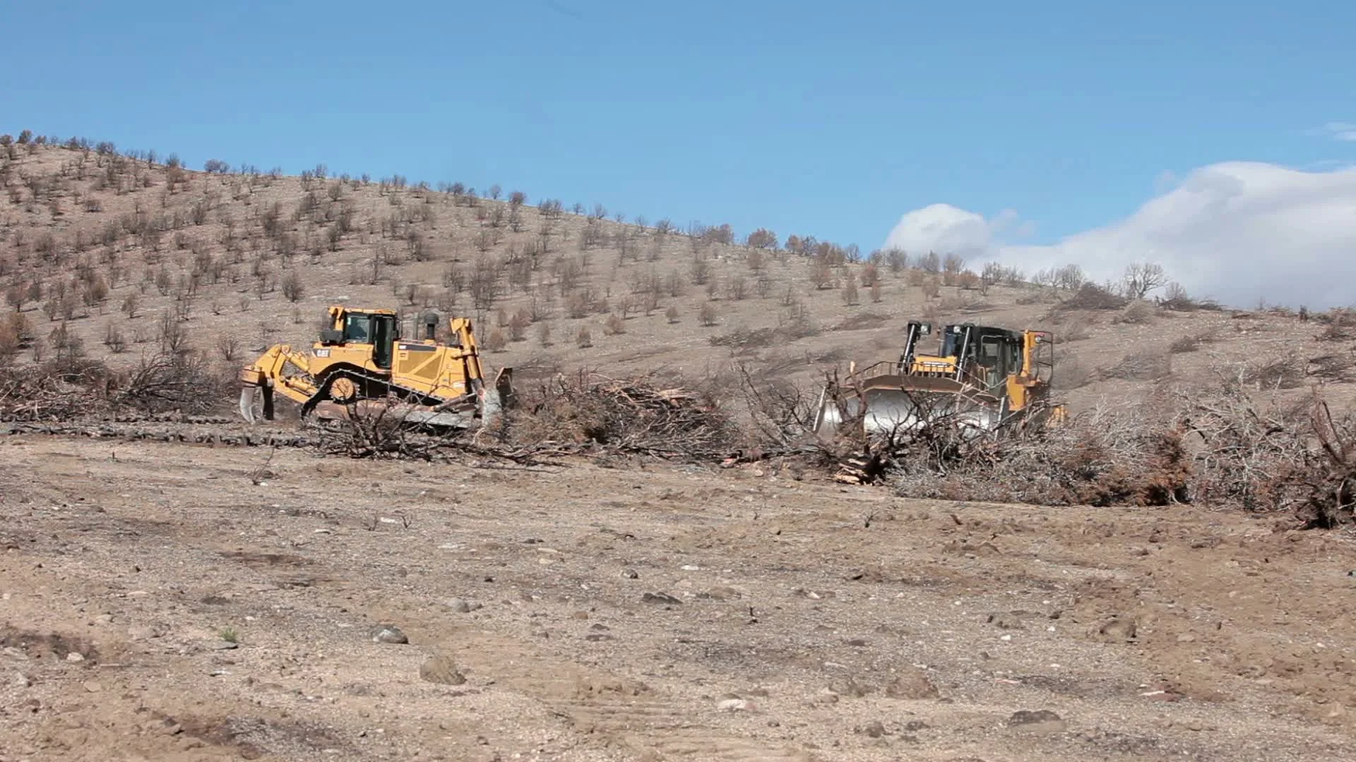 Cat Bulldozer Clearing Trees