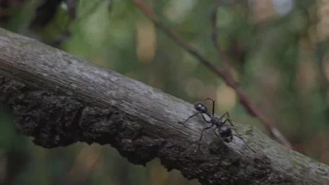 Bullet ant in the Amazon rainforest | Stock Video | Pond5