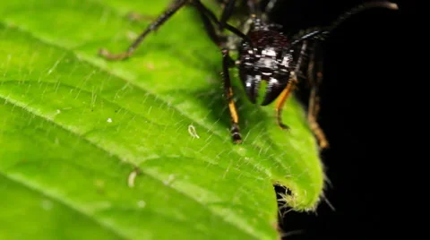 Conga Stock Footage ~ Royalty Free Stock Videos | Pond5