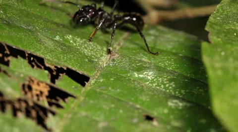 Conga Stock Footage ~ Royalty Free Stock Videos | Pond5